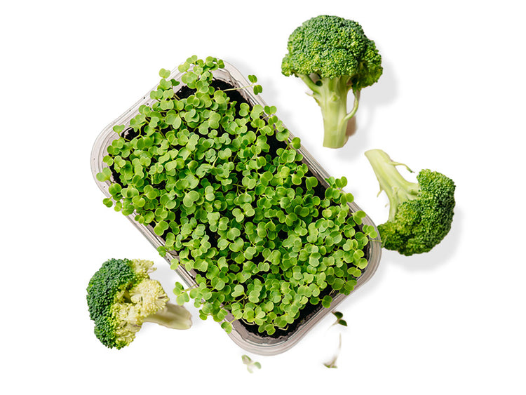 Broccoli Sprouts - 60 capsules - with Organic Broccoli Sprout Powder ...