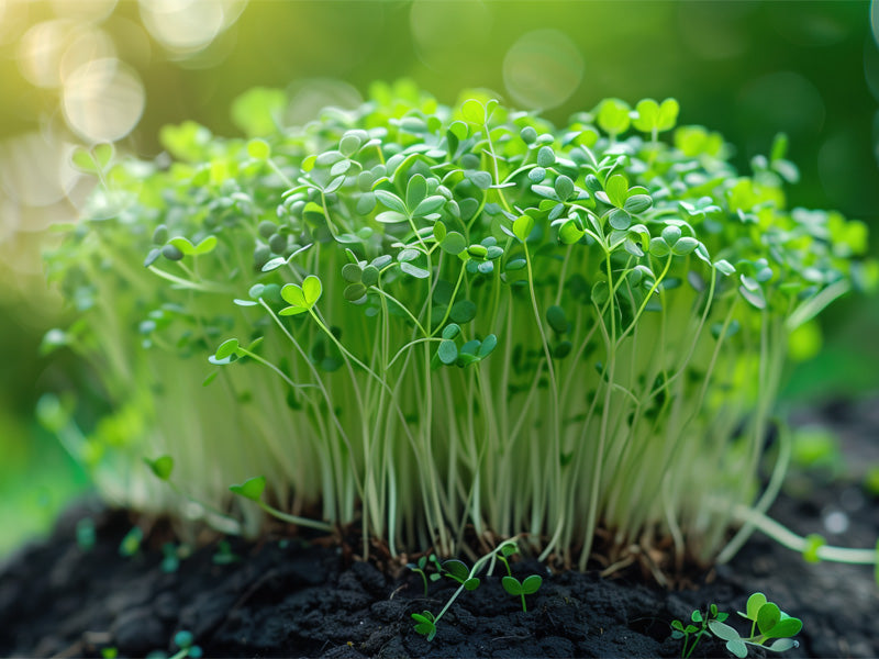 Broccoli Sprouts - 60 capsules - with Organic Broccoli Sprout Powder ...